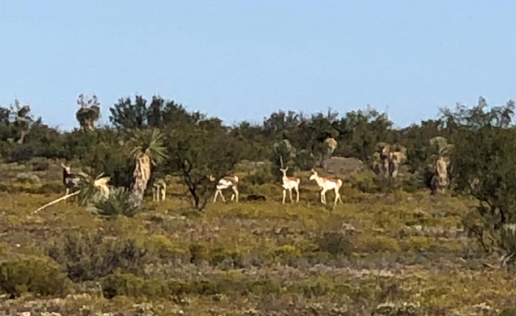 Build, Camp, Hunt – Wide Open Texas Property for You – Westward Land